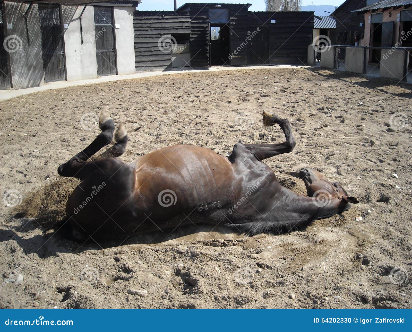 Horse stock photo. Image of scratching, ground, rare - 64202330