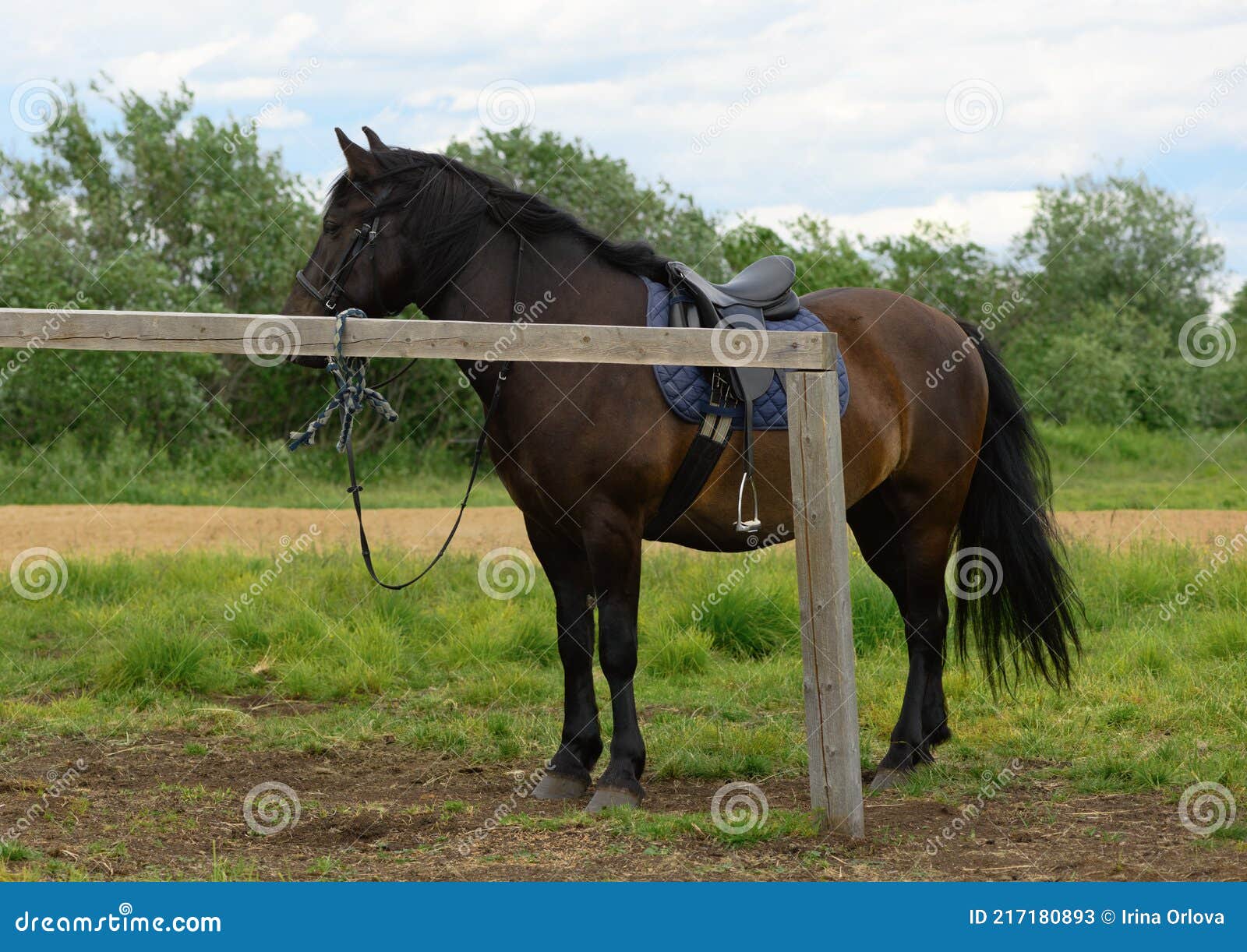 Horse is Standing Next To a Wooden Hitching Post in Outdoors Stock ...