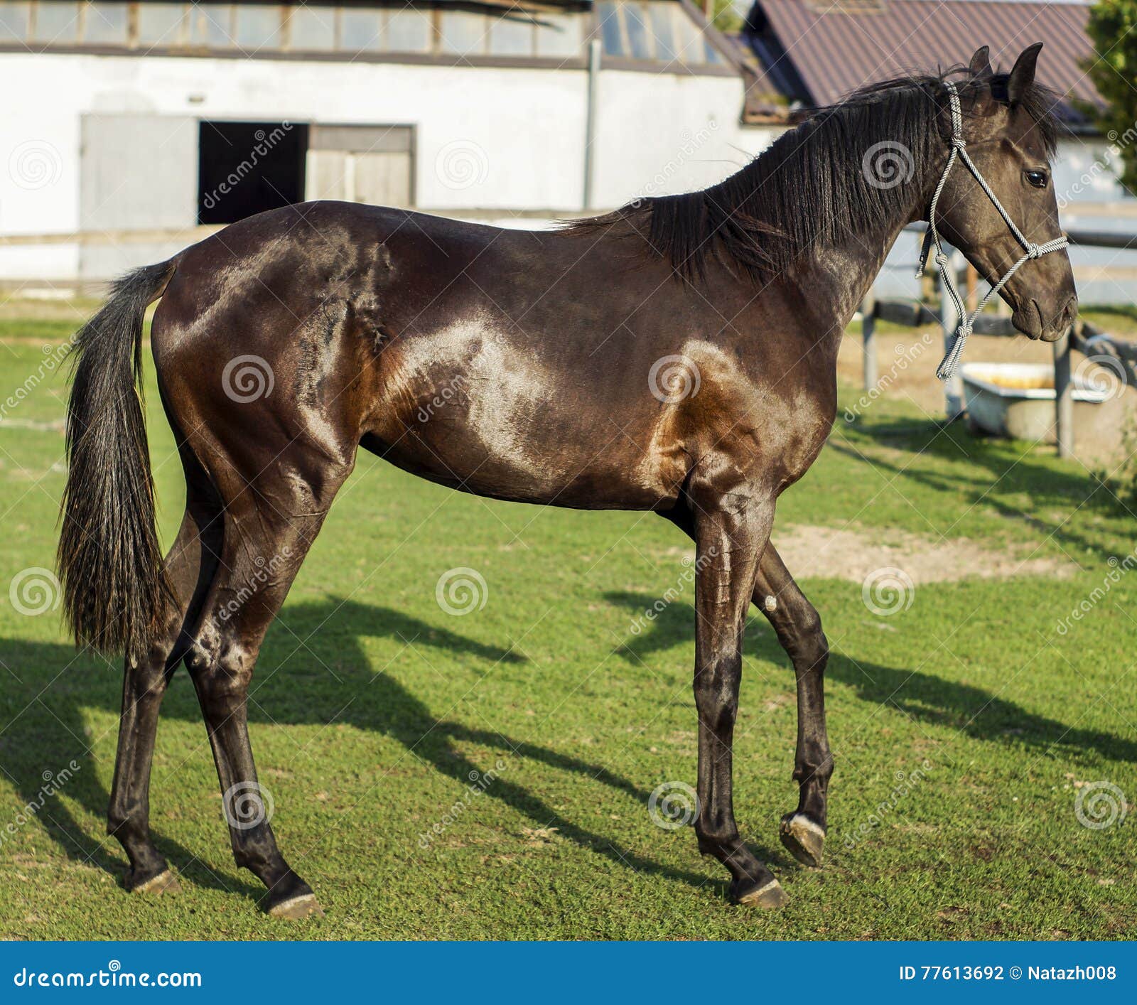 Horse Standing in a Paddock on a Green Grass Stock Photo - Image of ...