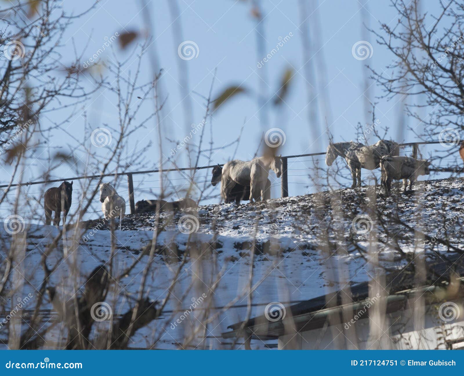 Horse Standing on a Paddock in Winter Stock Image - Image of ...