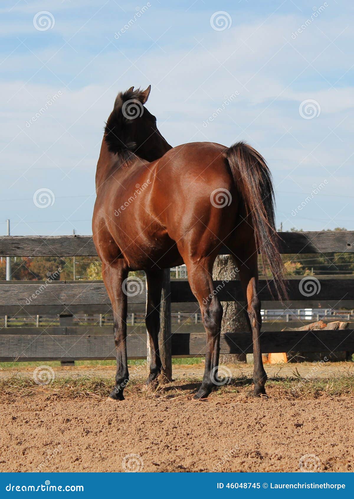 Horse Standing stock image. Image of exciting, equus - 46048745