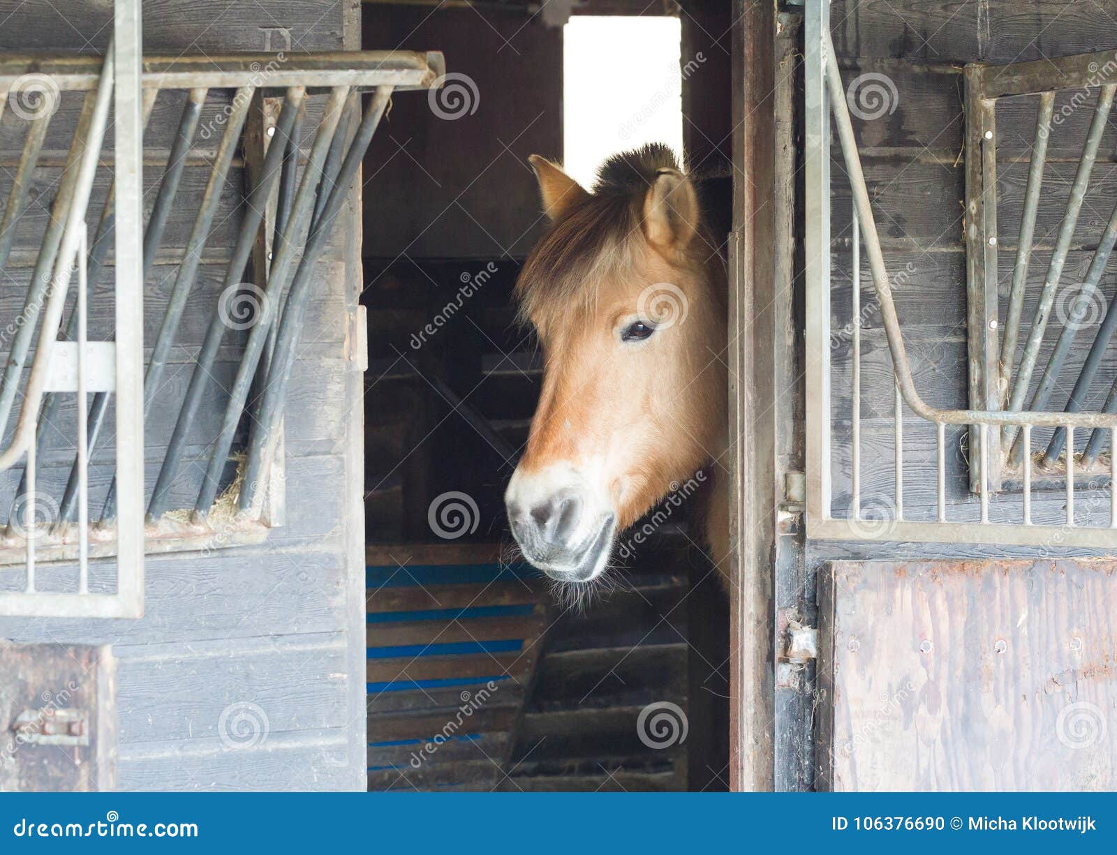 Horse standing in a stable stock photo. Image of soft - 106376690