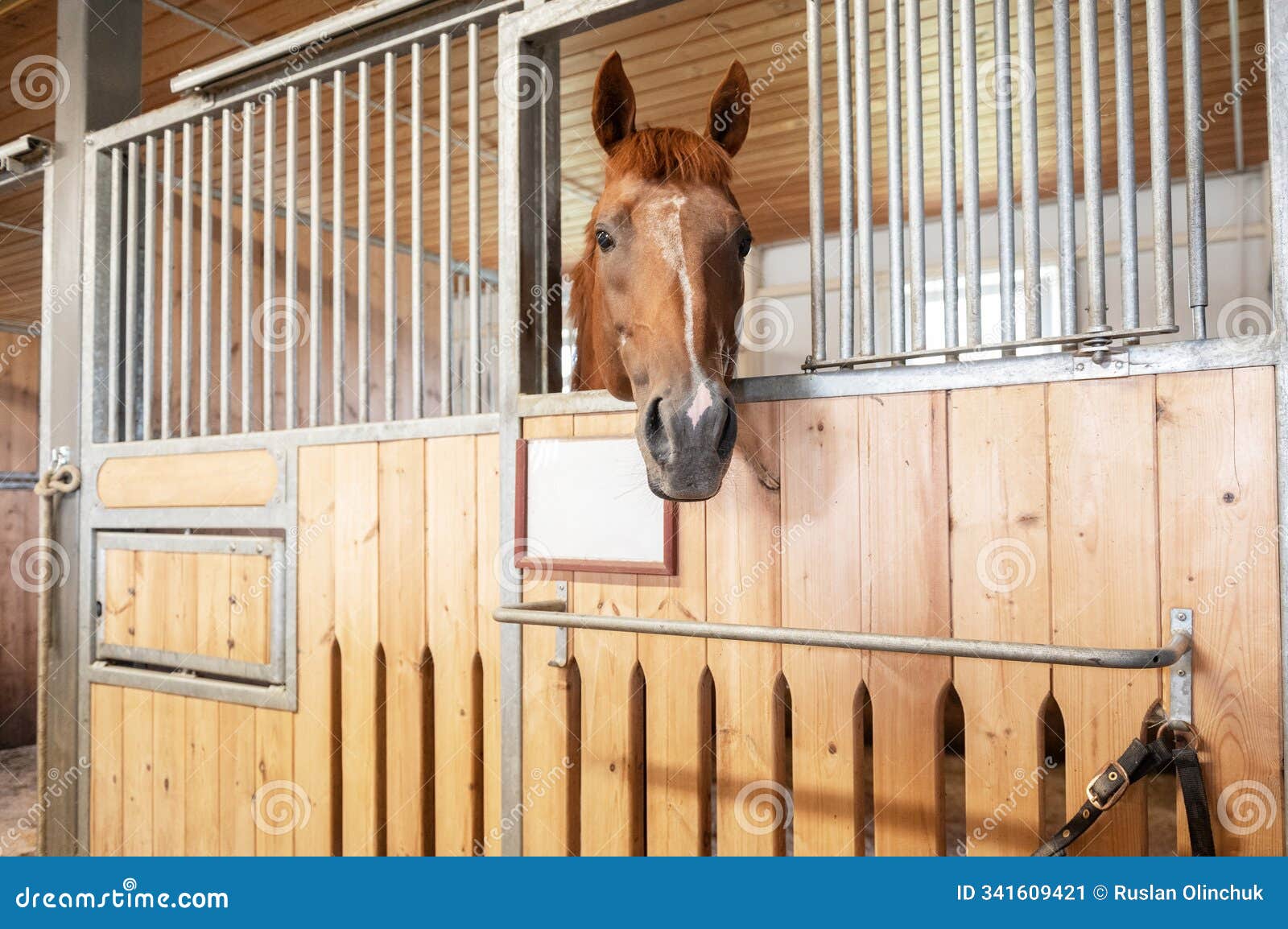 Horse Standing in a Stall in the Modern Stable. Stock Image - Image of ...