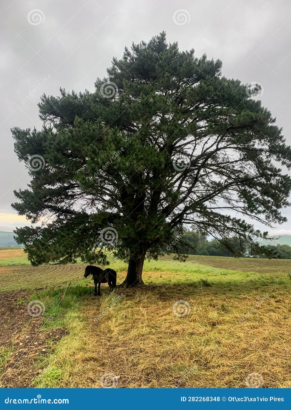 A Horse Standing beside a Tree at the Sunset Stock Photo - Image of ...