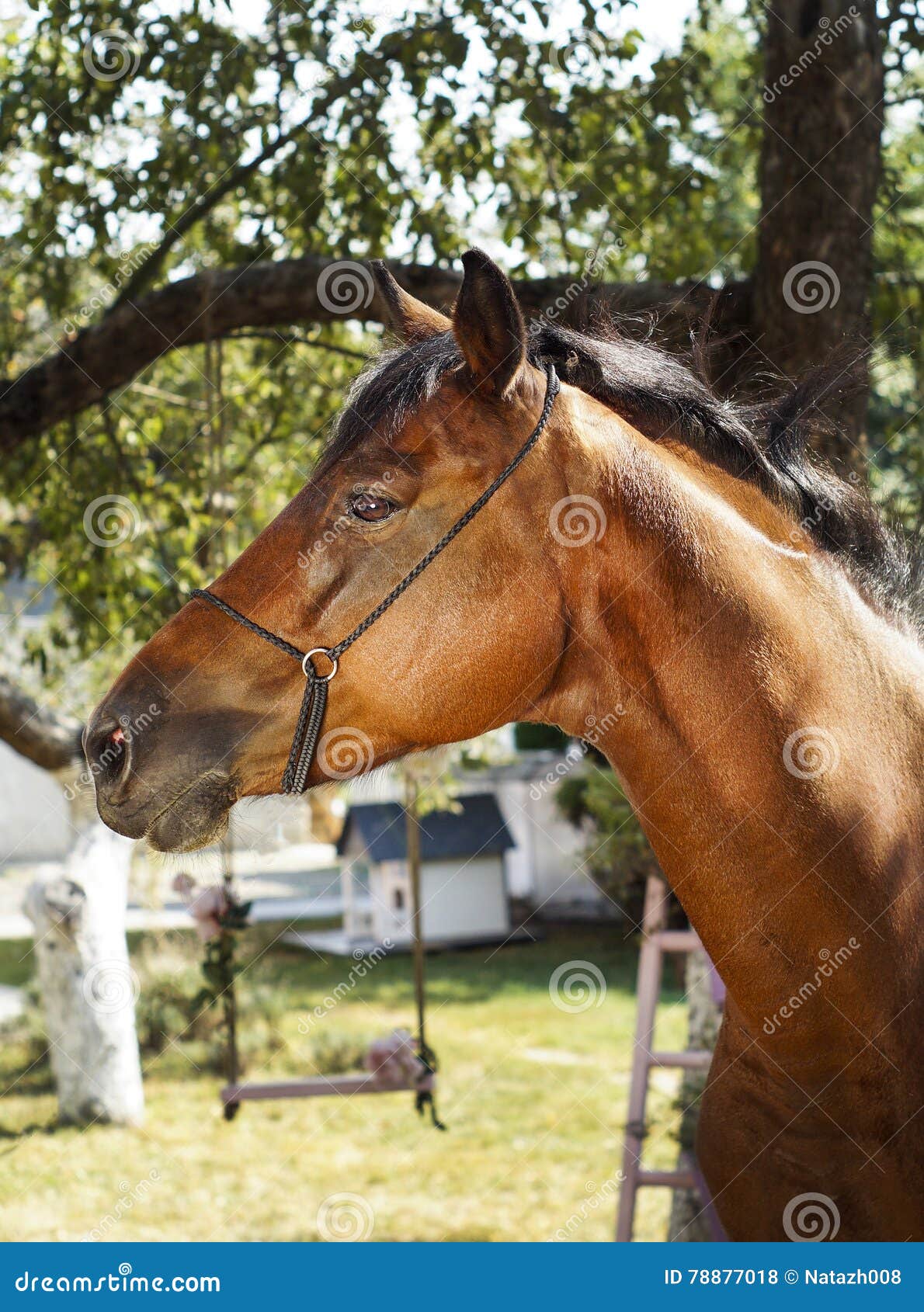 Horse Stands On A Background Of Green Leaves Royalty-Free Stock Image ...