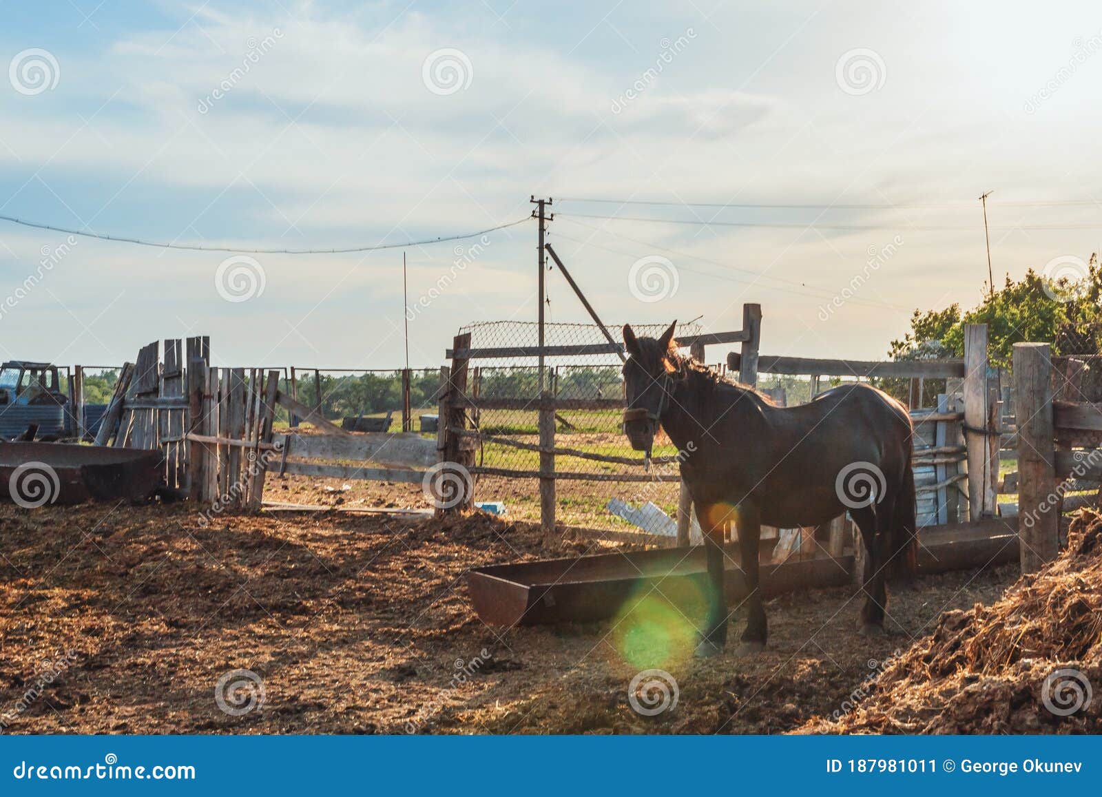A Horse Stands in a Paddock at Sunset Against a Background of Blue Sky ...
