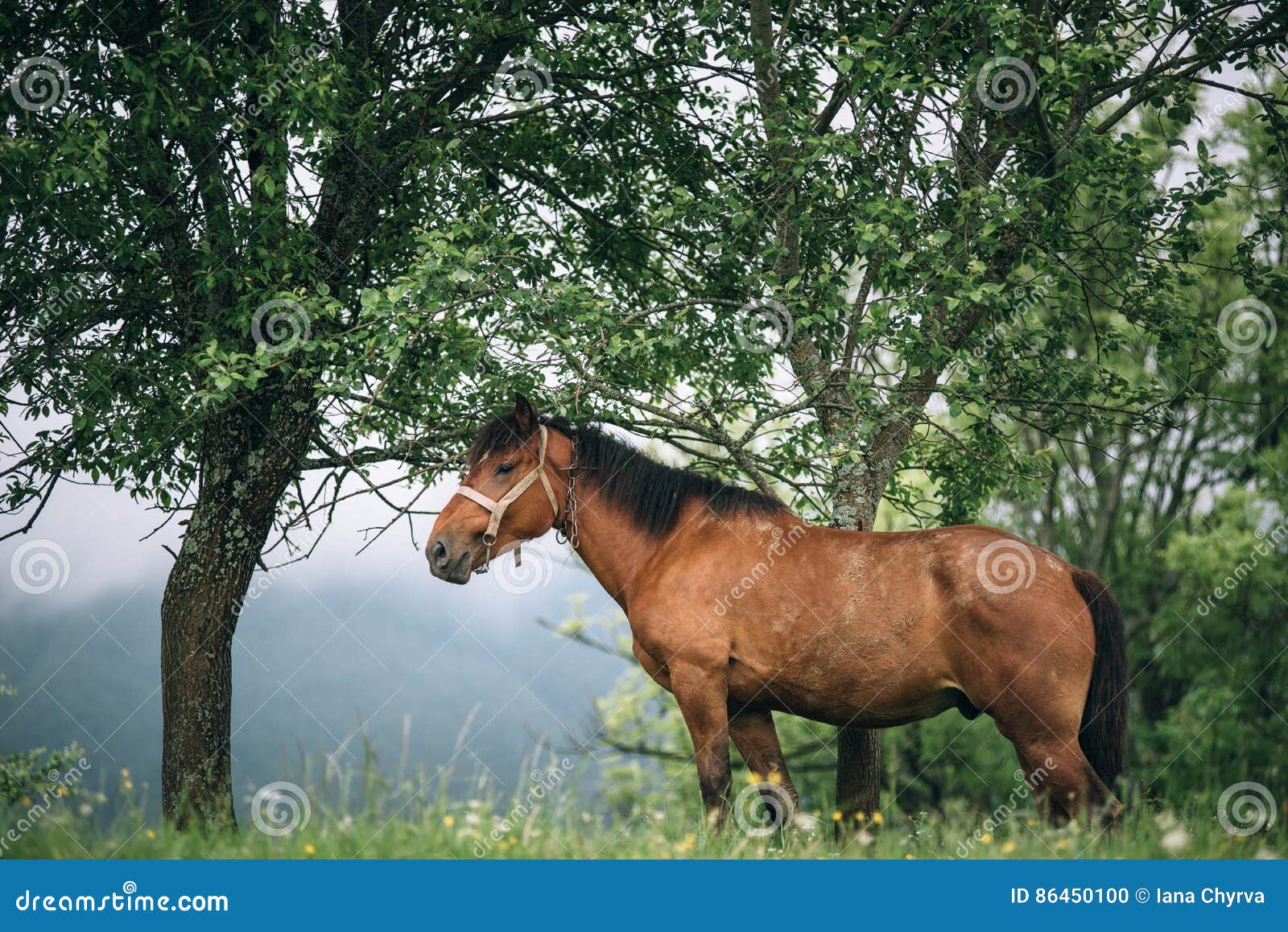 Horse Stands Under the Tree Stock Photo - Image of mane, agriculture ...
