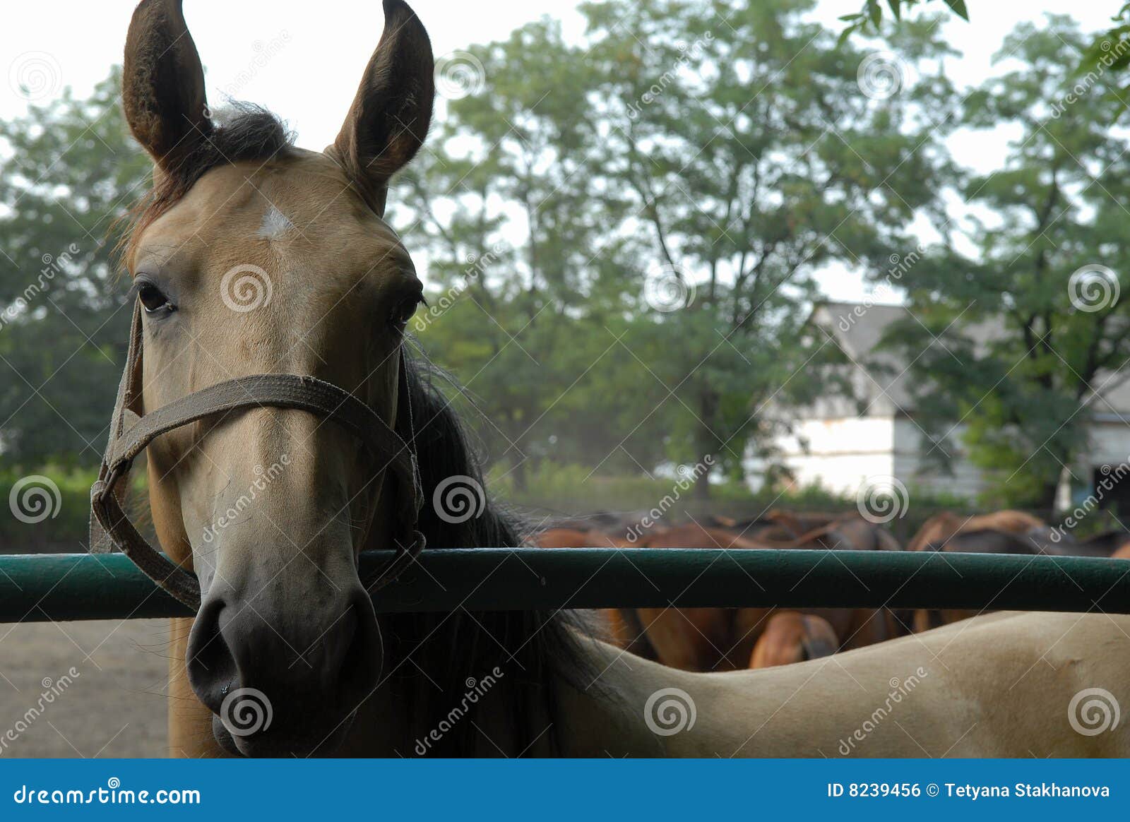 Horse Staring stock photo. Image of friendly, brown, dirt - 8239456