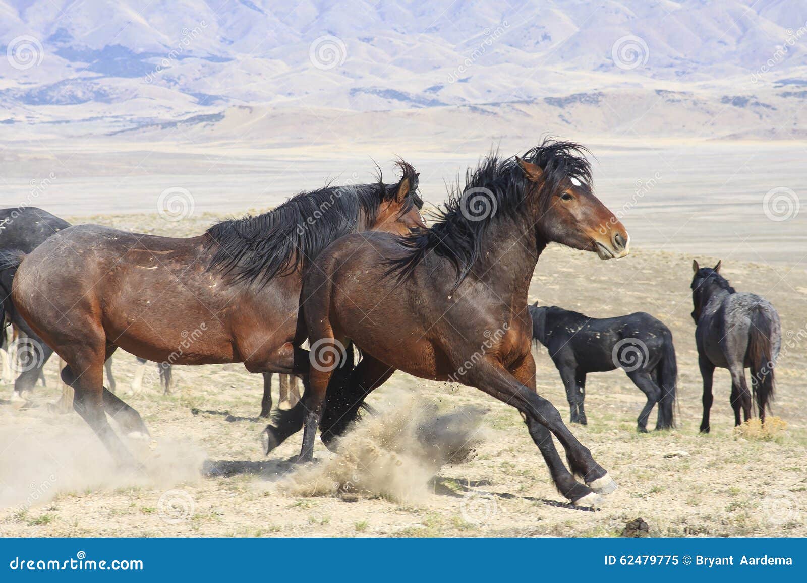 Horse Strut stock image. Image of nature, mammal, dust - 62479775