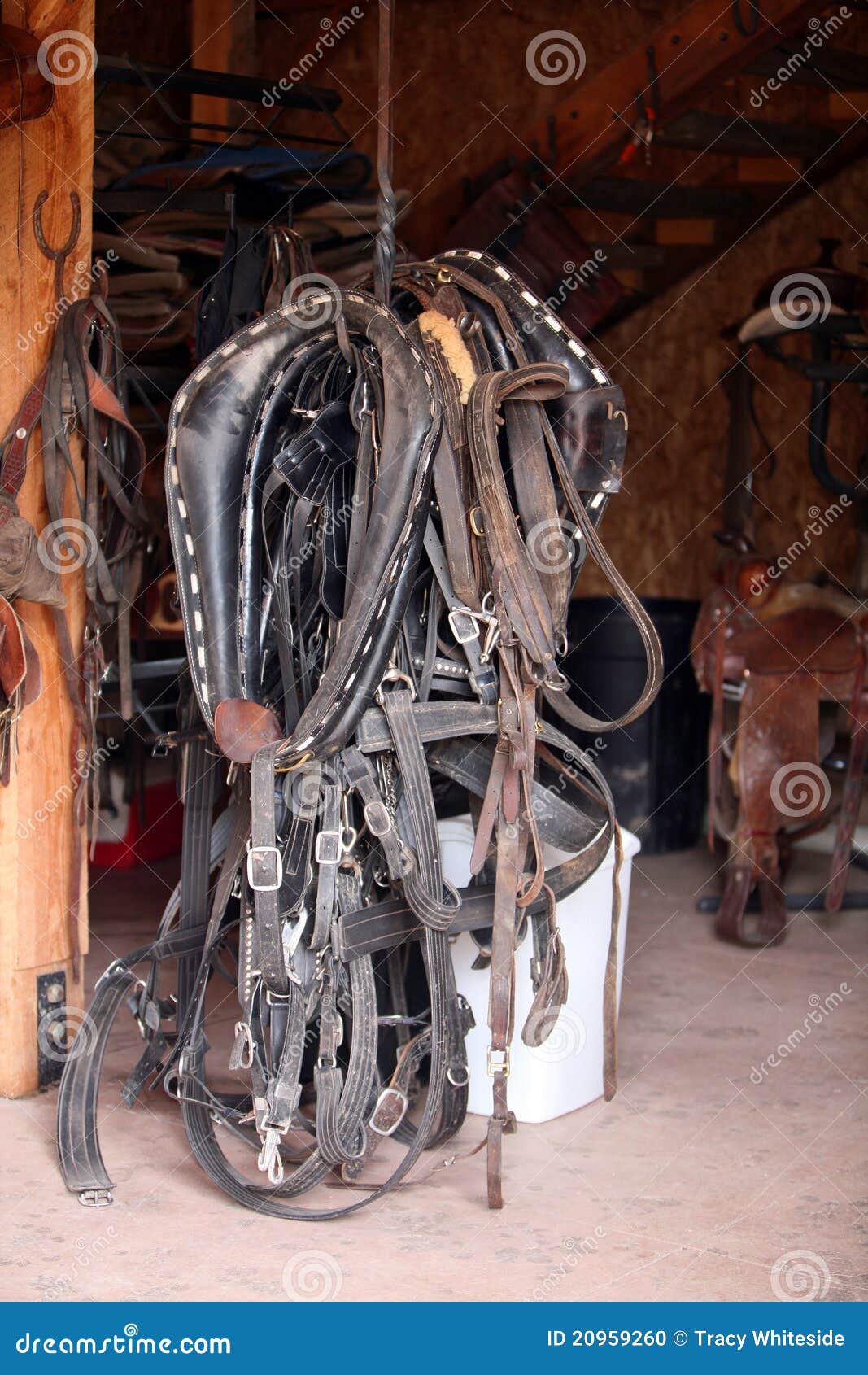 Horse tack stock photo. Image of horn, equipment, reins - 20959260