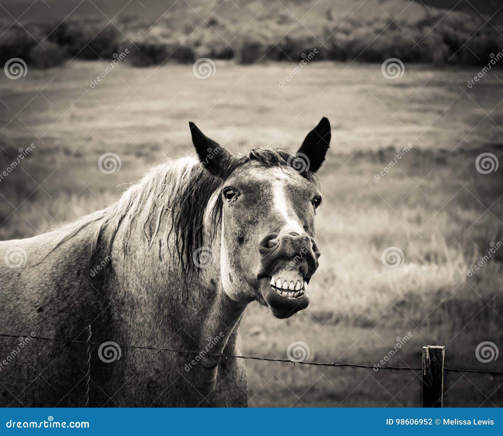 Horse teeth stock photo. Image of smiling, pony, whites - 98606952