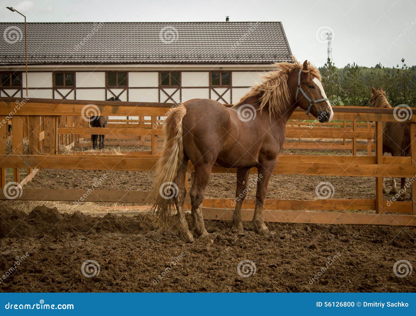 Horse in their stable stock photo. Image of animal, stable - 56126800