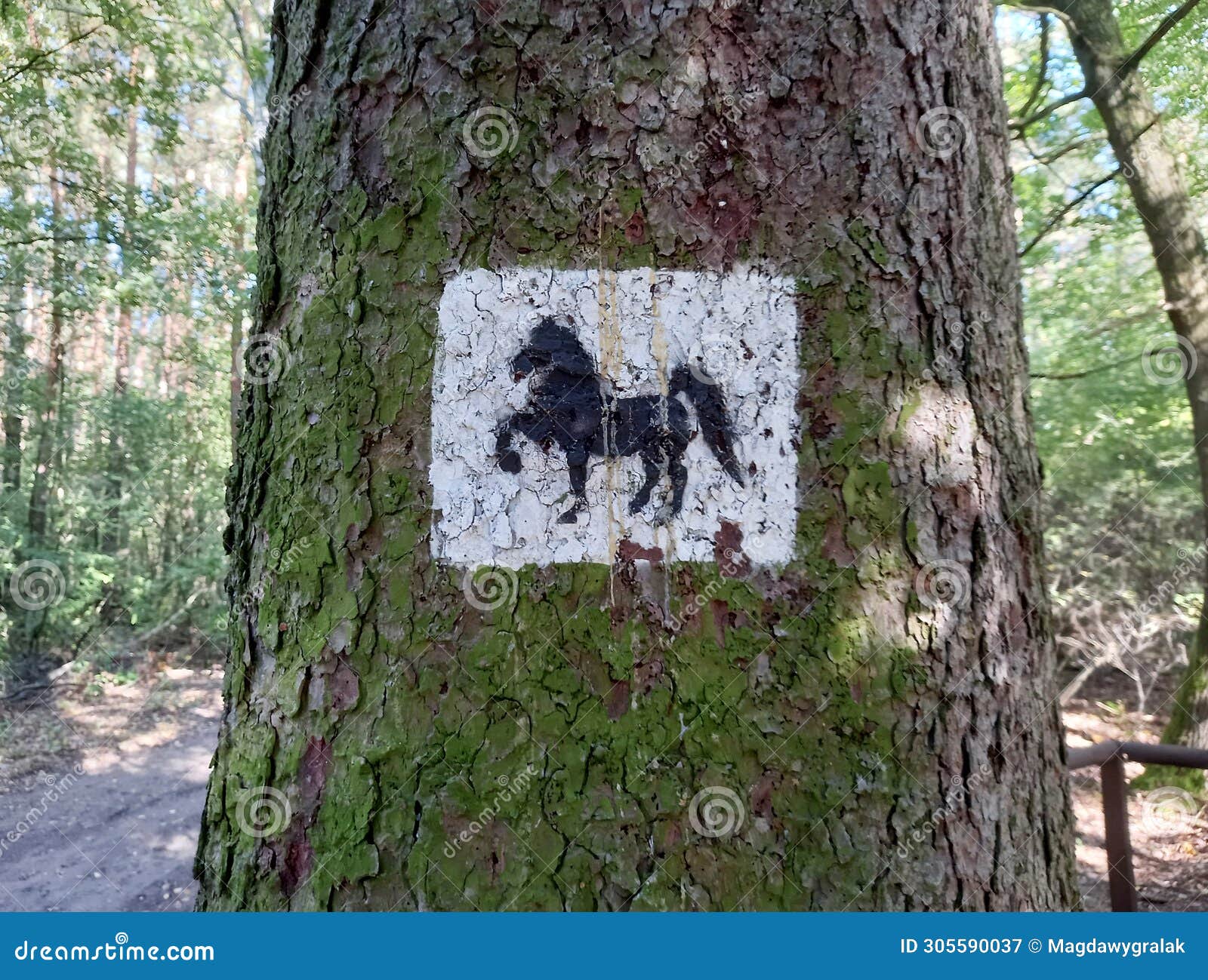 Horse Trail Sign in a Forest Stock Image - Image of grey, running ...