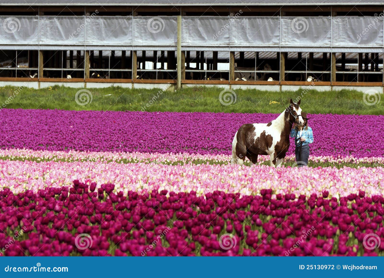 A Horse and a Trainer with Tulips Editorial Photography - Image of ...