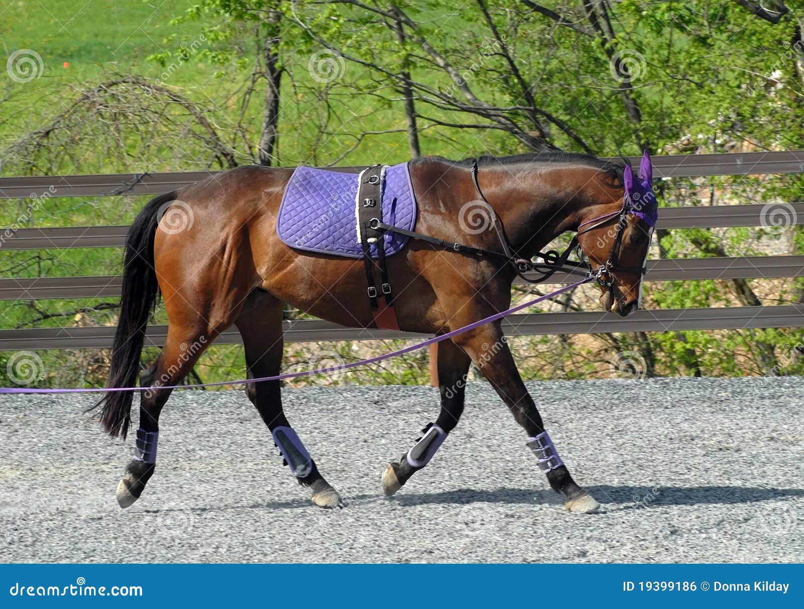 Horse training stock photo. Image of training, gravel - 19399186