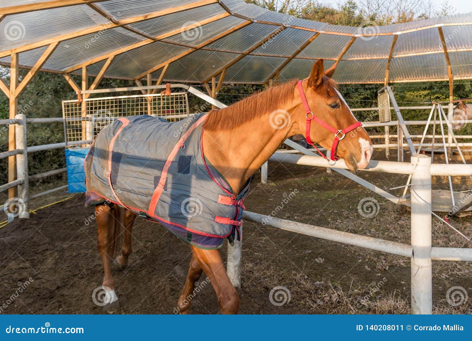 Horse Training at the Carousel Stock Image - Image of dressage ...