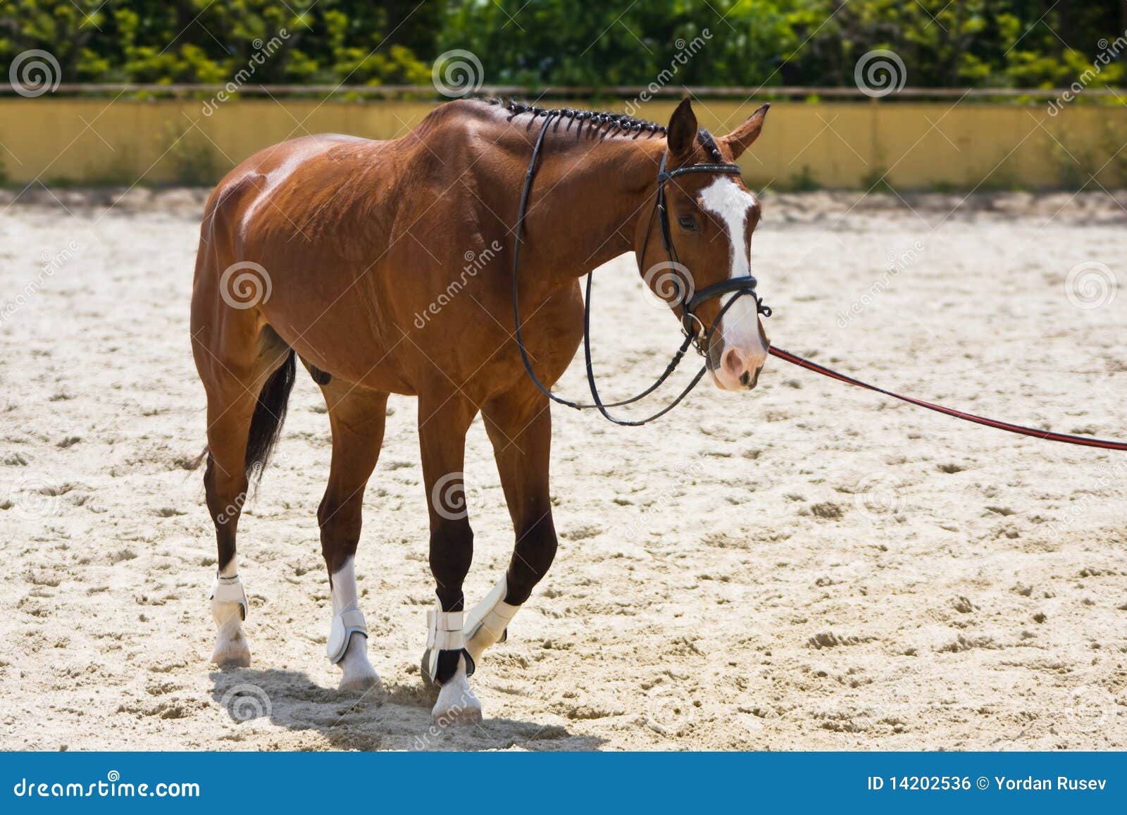 Horse on training field stock photo. Image of card, blue - 14202536