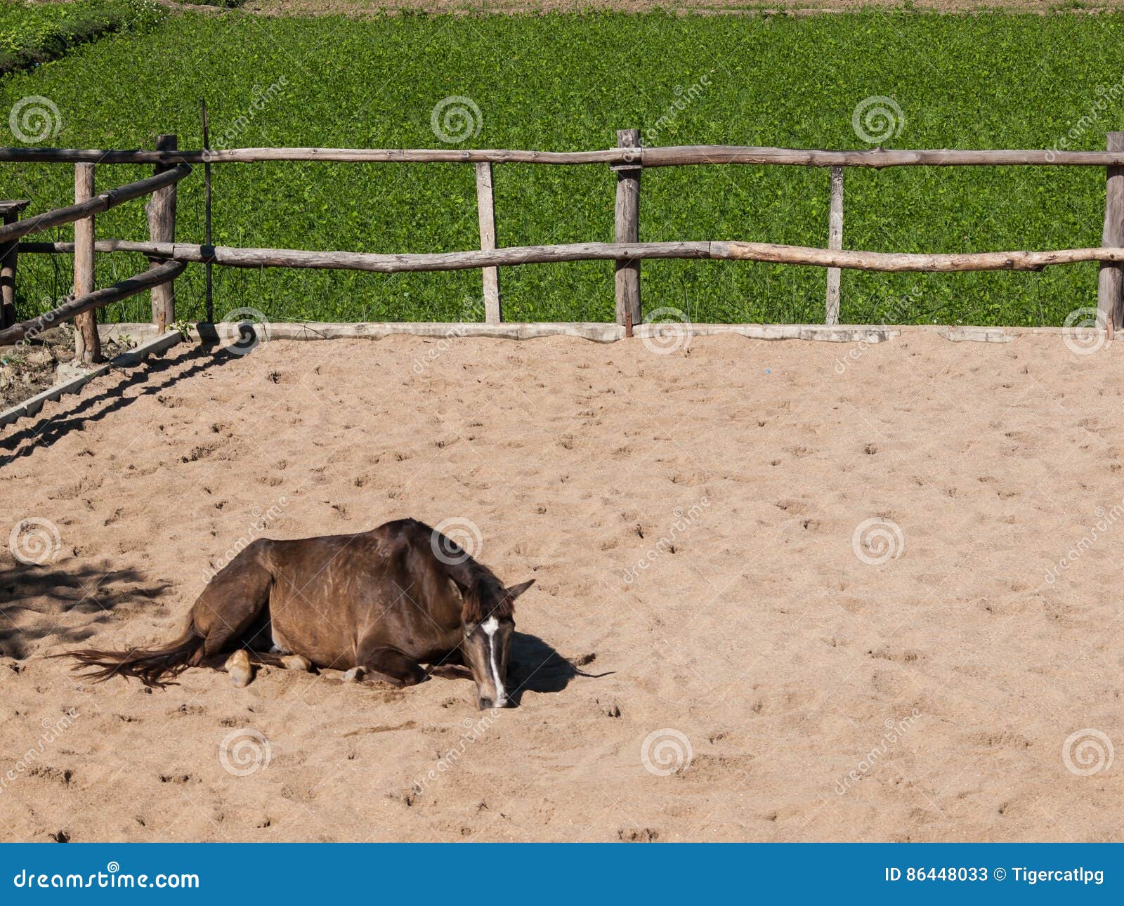 Horse training ground stock image. Image of stalls, stable - 86448033