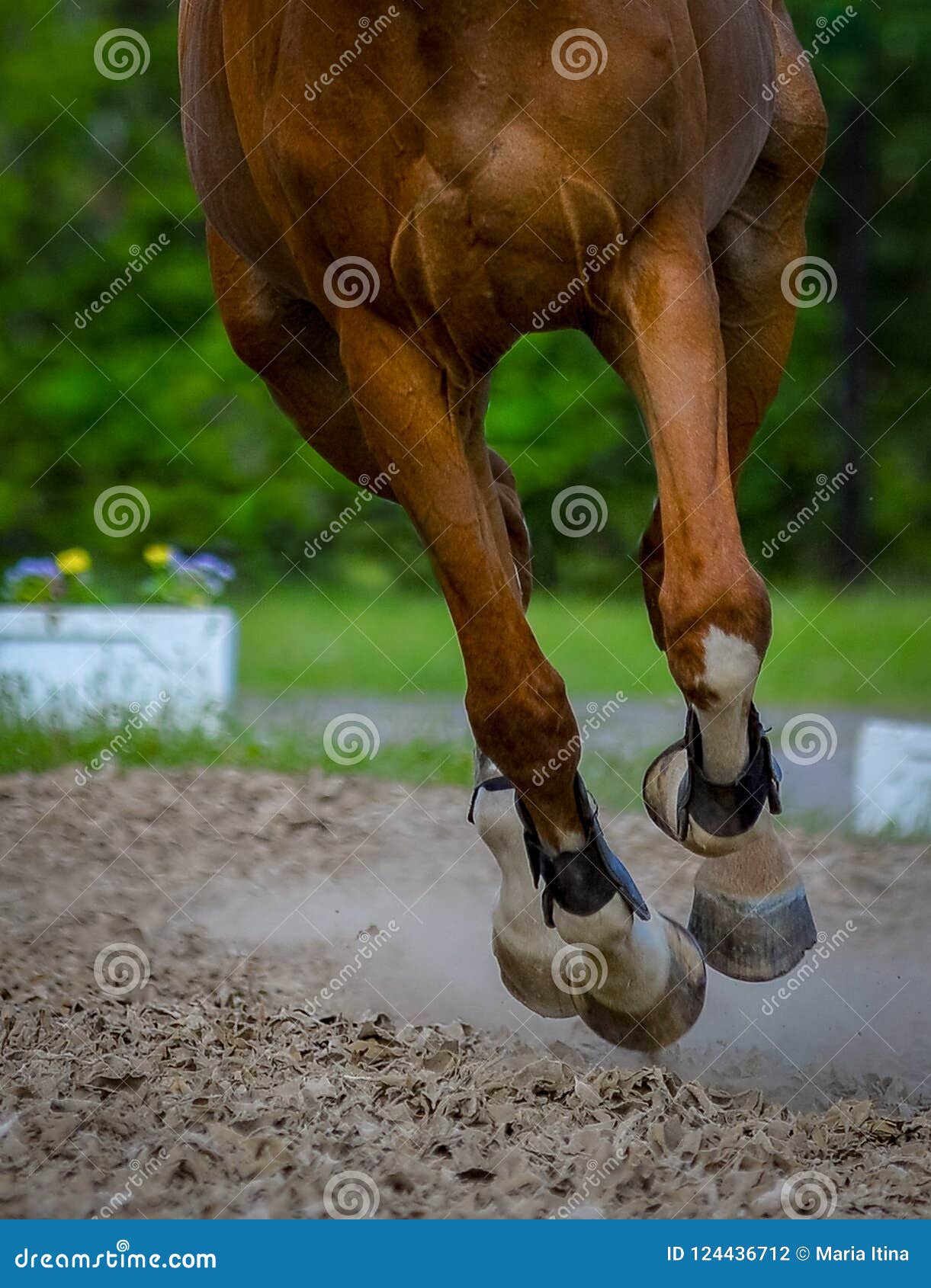 Horse in paddock stock photo. Image of equine, mammals - 124436712