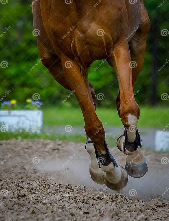 Horse in paddock stock photo. Image of equine, mammals - 124436712
