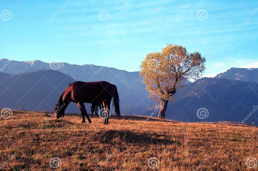 Horse and tree stock image. Image of natural, pasture, scenic - 487