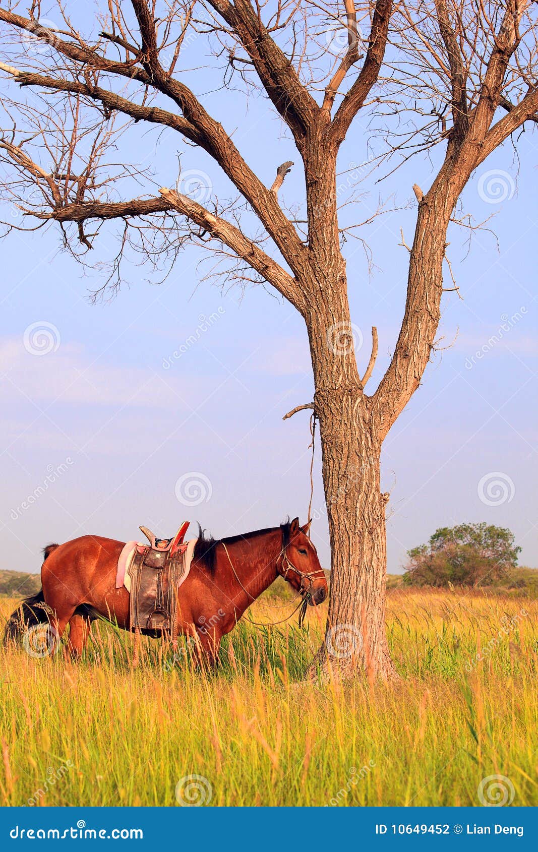 Horse and tree stock photo. Image of lonely, morning - 10649452