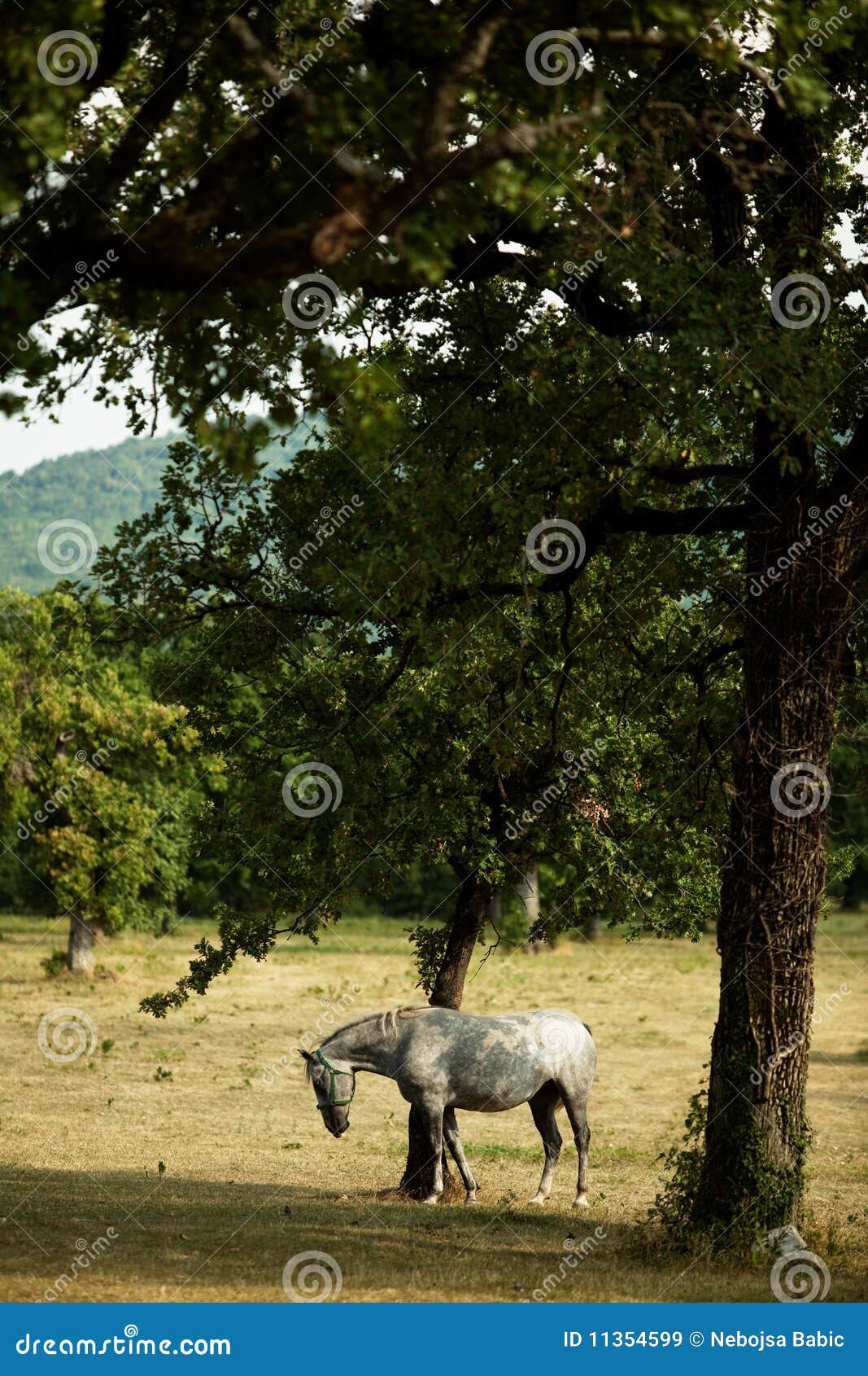 Horse by the tree stock image. Image of branches, outdoors - 11354599
