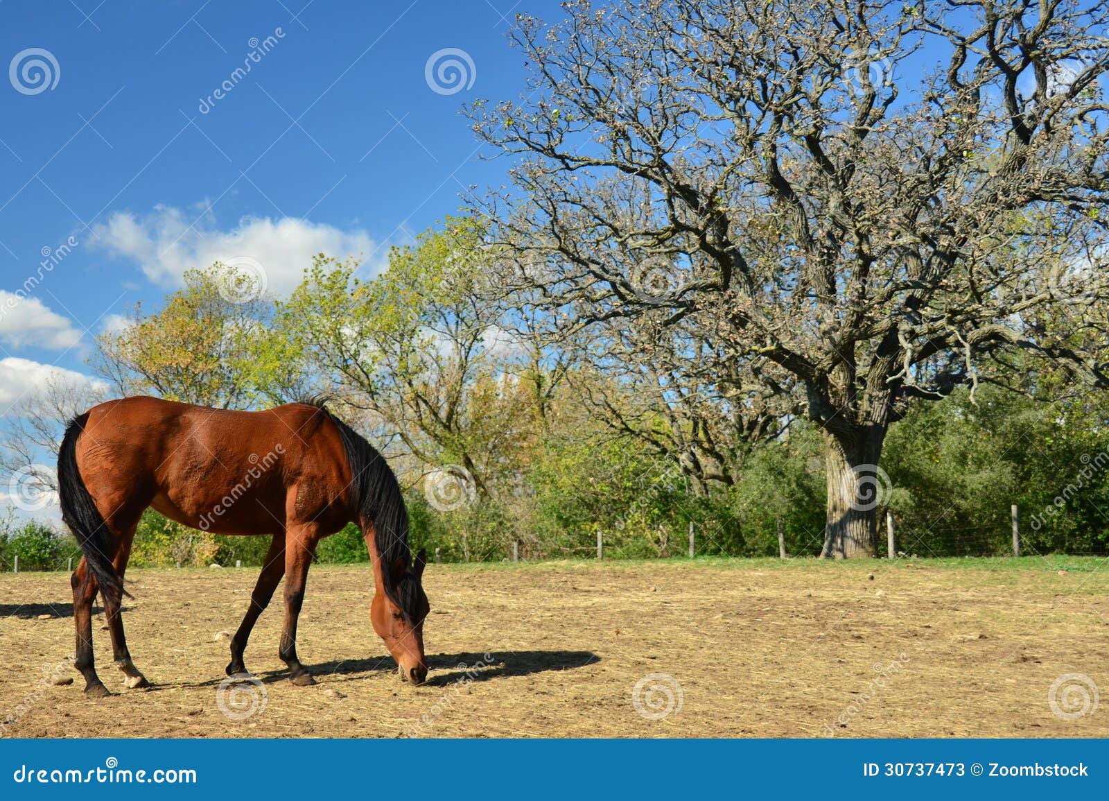 Horse and Tree stock image. Image of hoofed, blue, grass - 30737473
