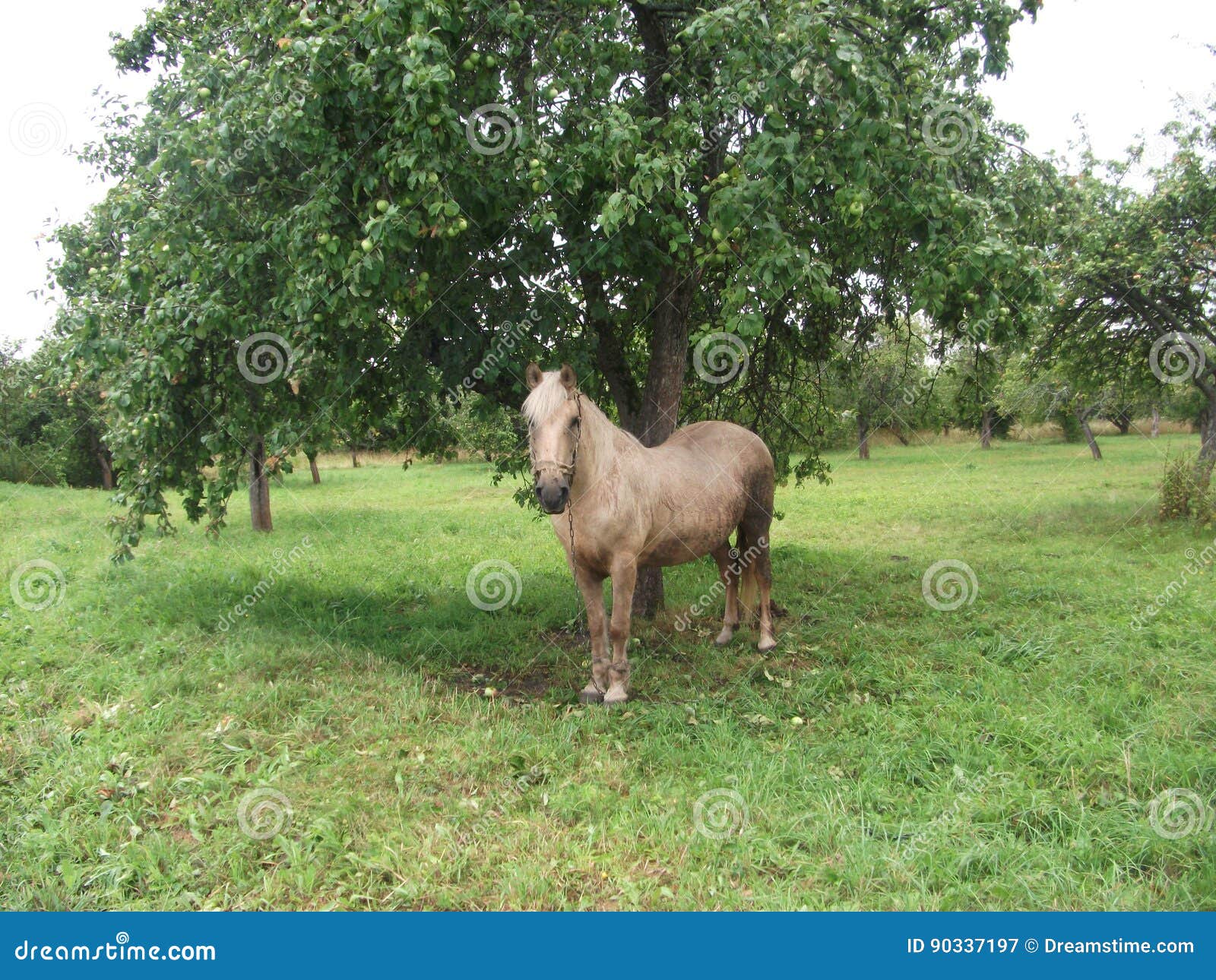 Horse on a tree stock image. Image of horse, summer, grass - 90337197