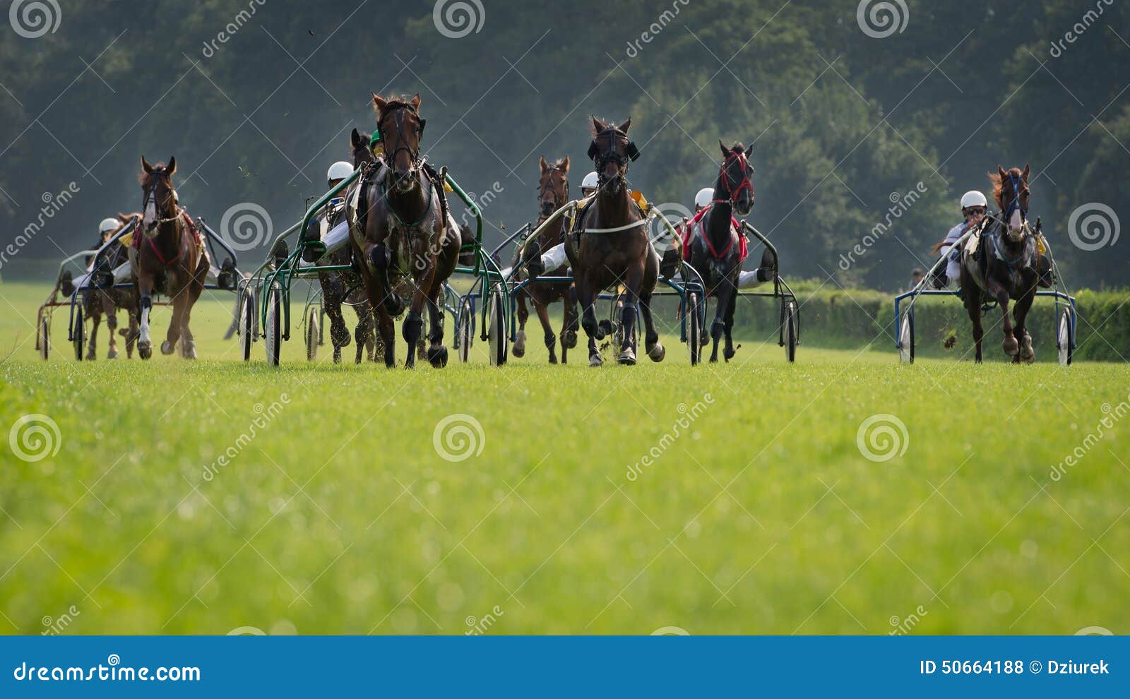 Horse trotting race editorial stock photo. Image of rider - 50664188