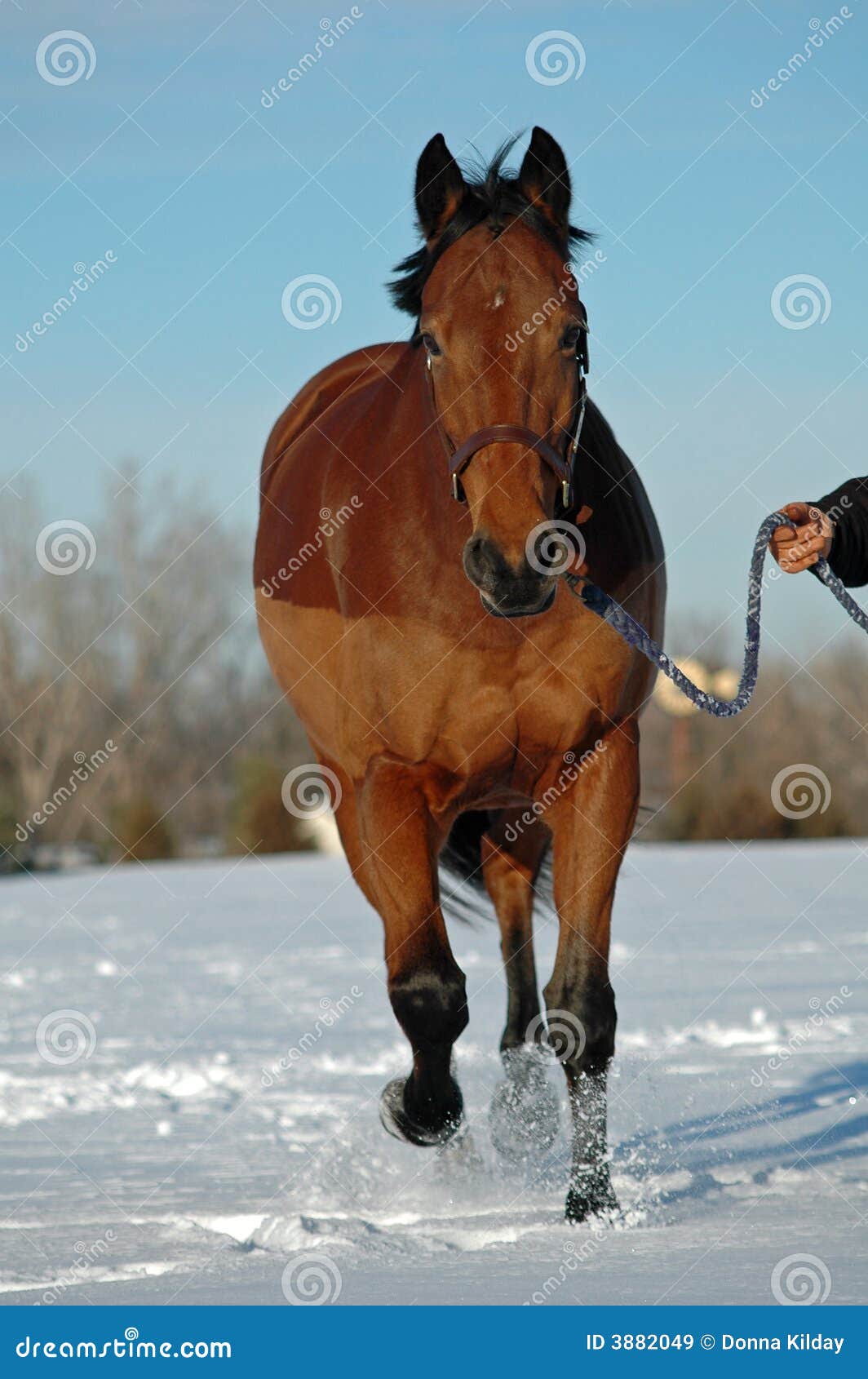Horse trotting in snow stock image. Image of winter, animal - 3882049