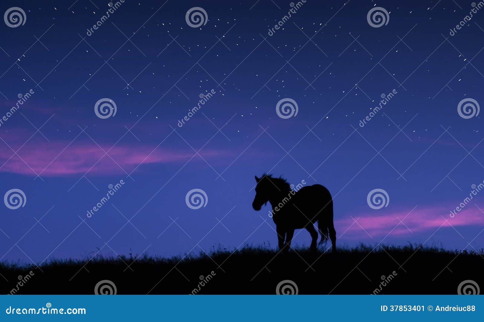 Horse Under Sky with Stars and Purple Clouds at Night Stock Image ...