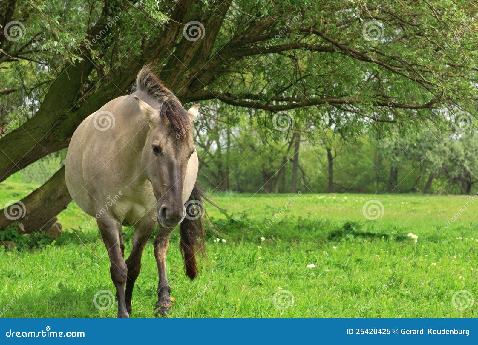 Horse under a tree stock image. Image of grey, power - 25420425