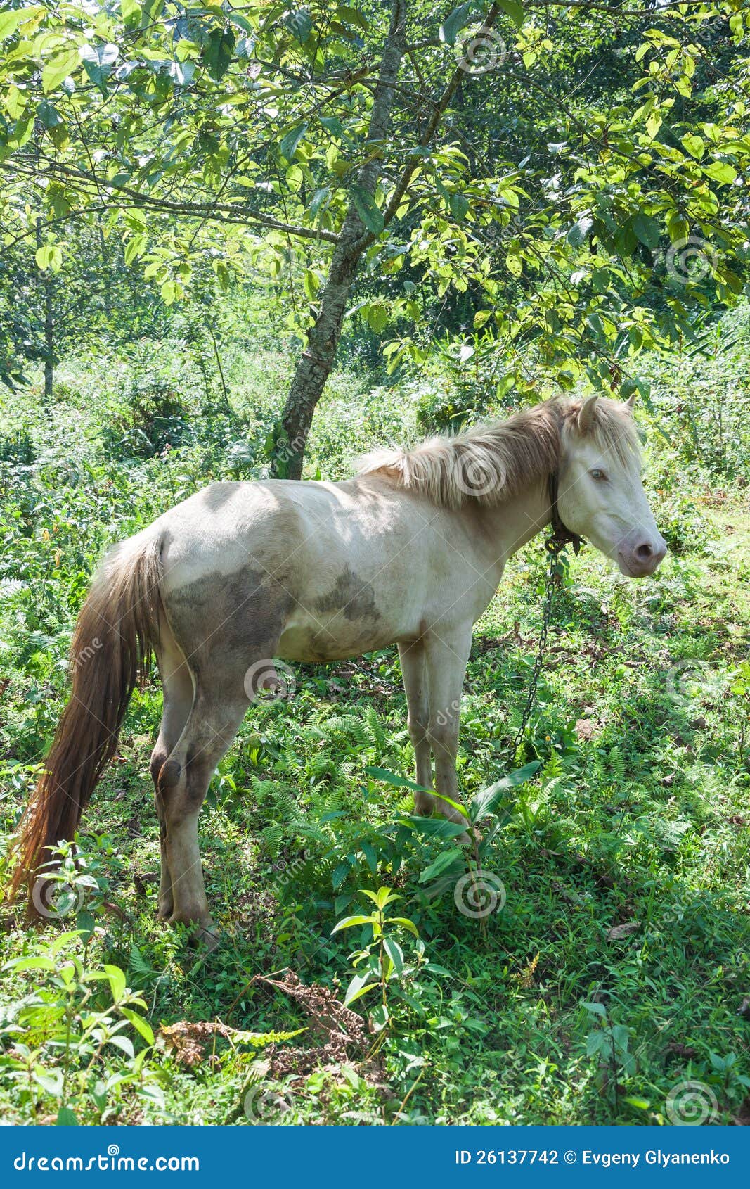 Horse under the Tree stock photo. Image of curious, collar - 26137742