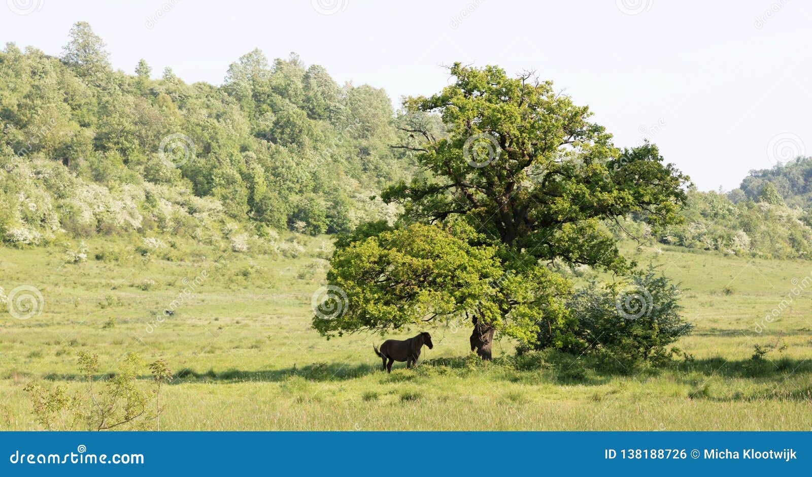 Escaping Tree Royalty-Free Stock Image | CartoonDealer.com #52186918