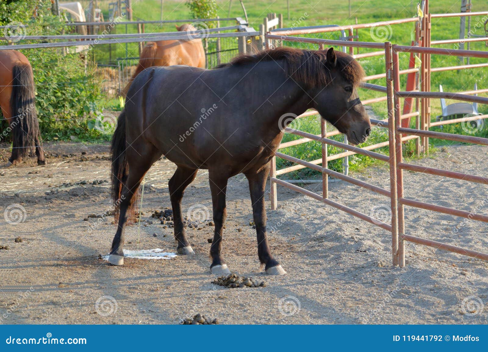 Horse and Dirty Stall stock photo. Image of neglectful - 119441792