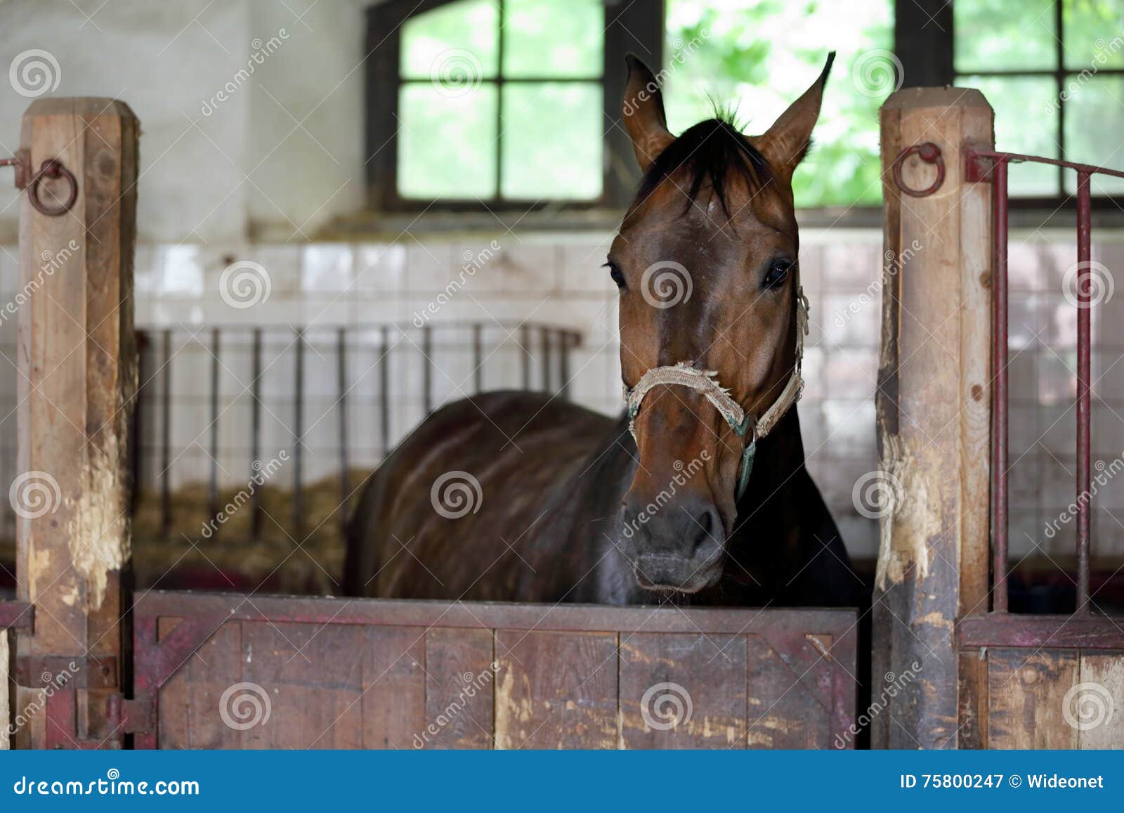 Horse in the Vintage Stable in the Country Stock Image - Image of ...