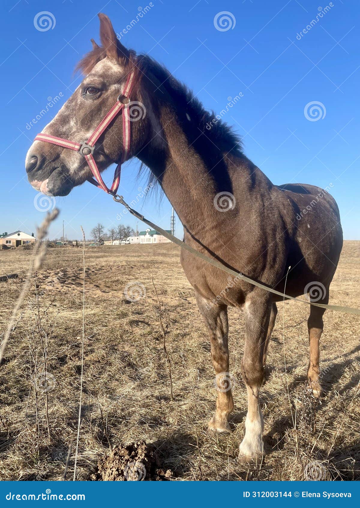 A Horse on a Walk in Front of the Equestrian Arena Stock Photo - Image ...