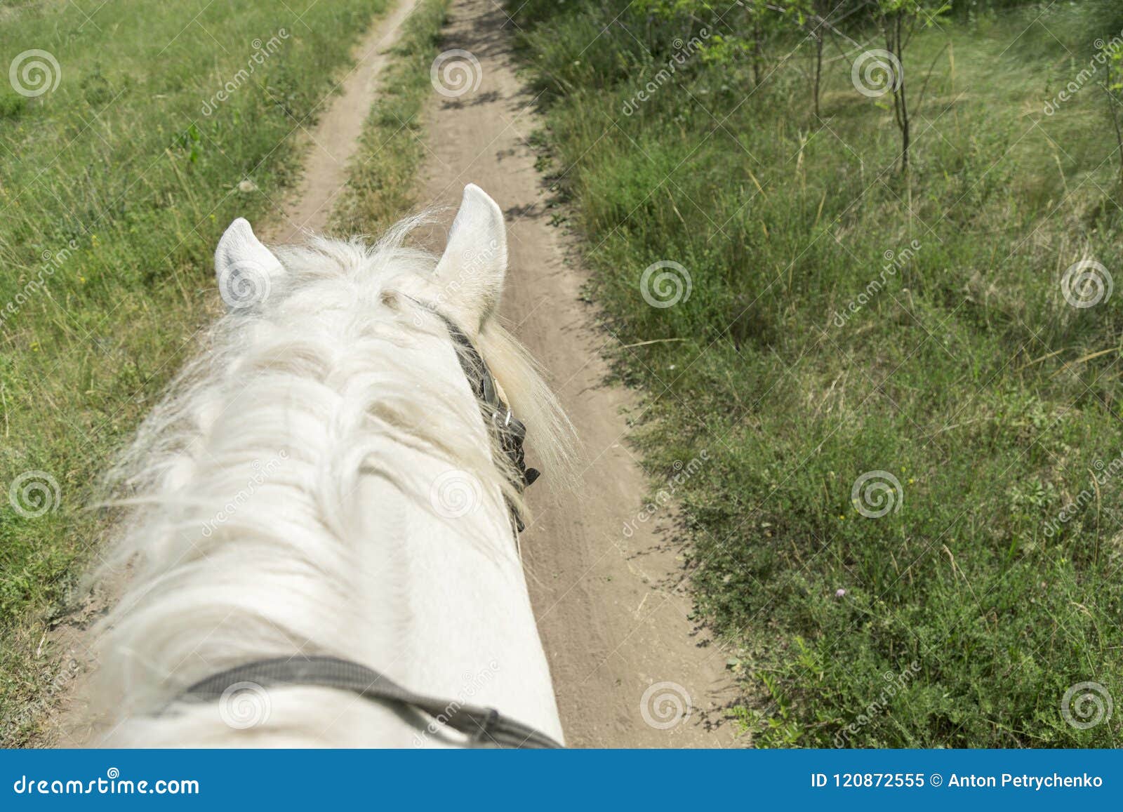 The Horse is Walking Along the Field. View from Above Stock Image ...