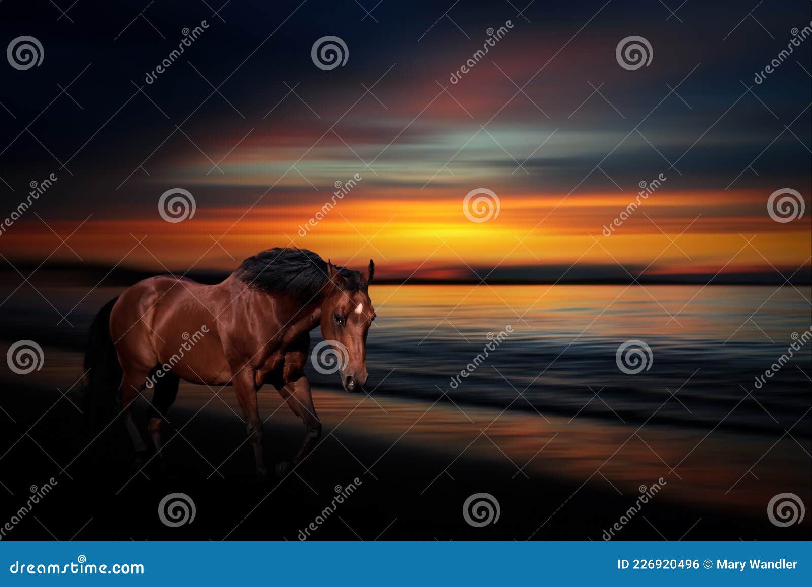 Horse Walking on the Beach in the Sunset Stock Photo - Image of ocean ...