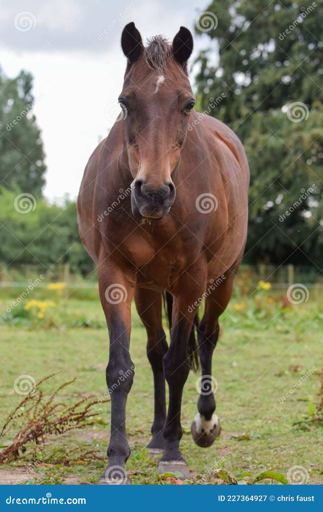 Horse walking stock image. Image of walking, equestria - 227364927