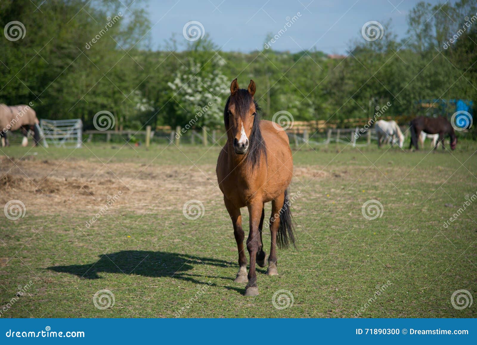 Horse walking forward stock photo. Image of eyed, facing - 71890300