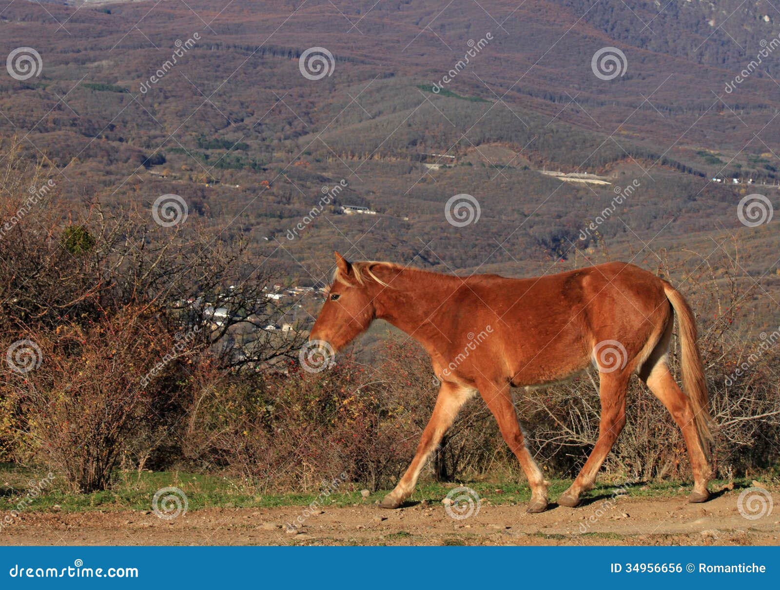 Horse walking by path stock photo. Image of natural, fall - 34956656