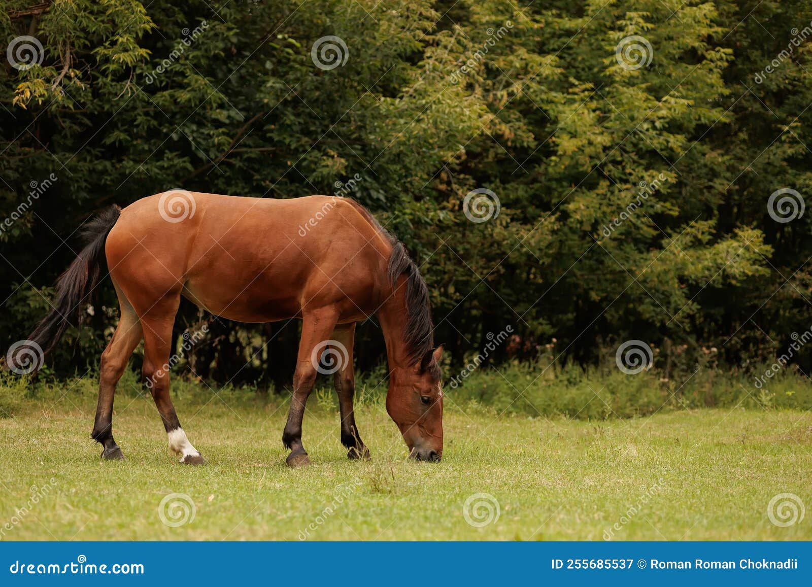 A Horse Walks and Eats Grass in the Autumn Pasture Stock Image - Image ...