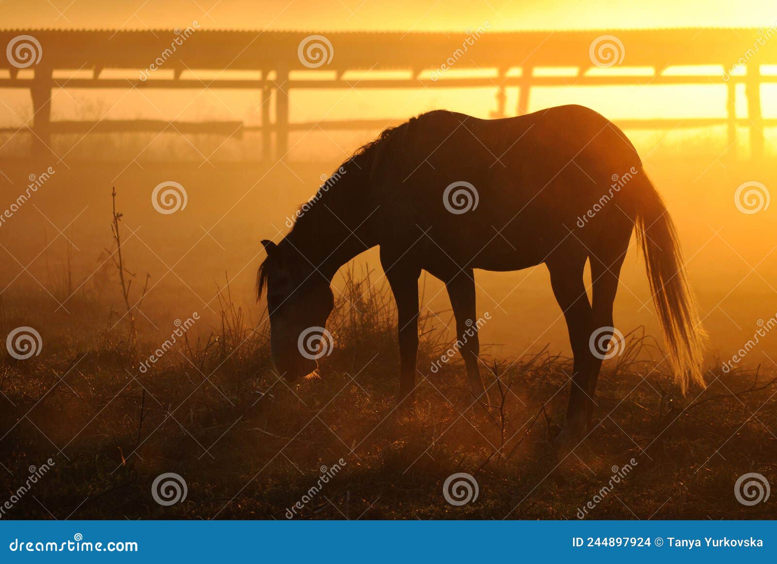 The Horse Walks in the Paddock Stock Photo - Image of foal, nature ...