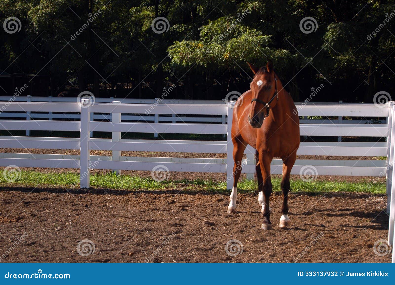 A Horse Wanders in His Corral at a Riding Stable on a Farm Stock Photo ...