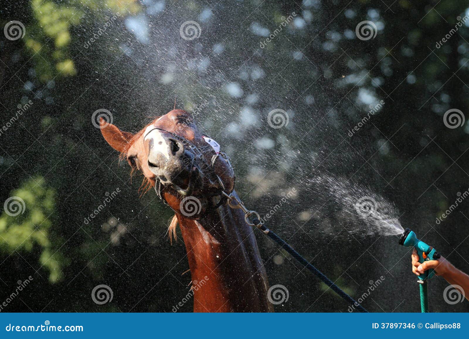 Horse wash stock photo. Image of redhead, outdoors, animal - 37897346
