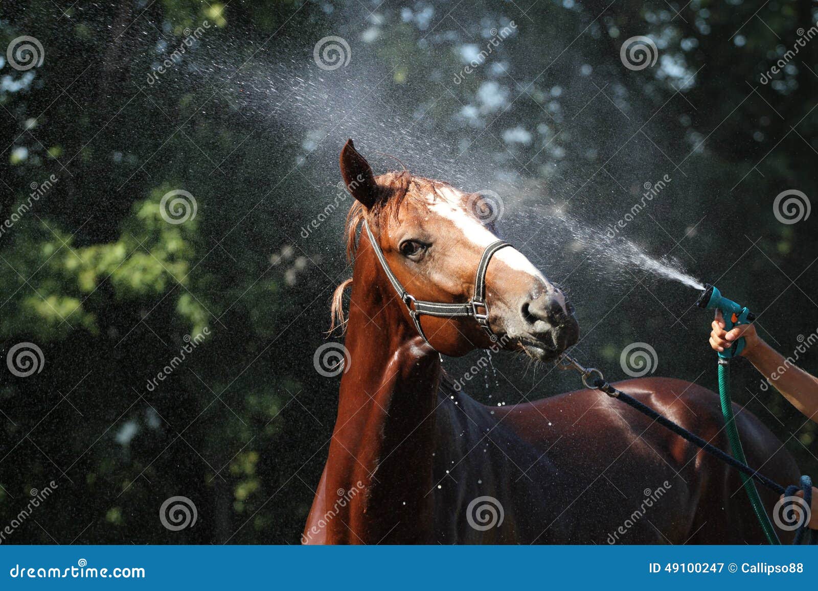 Horse wash stock image. Image of nature, gelding, shower - 49100247