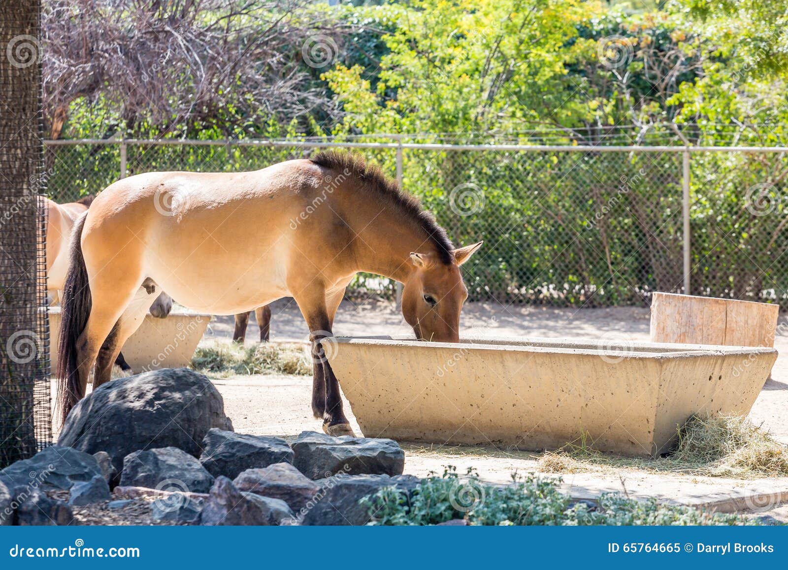 Horse at Water Trough stock image. Image of animal, head - 65764665