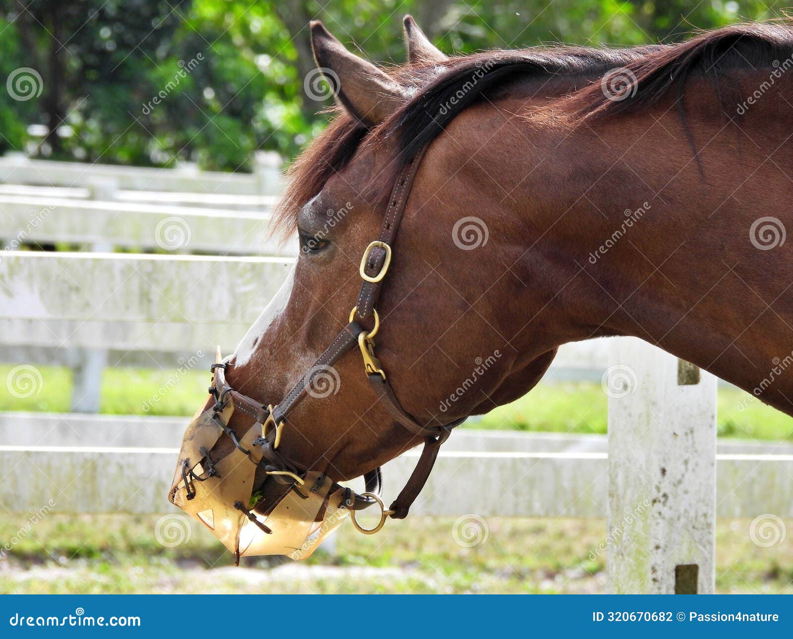 Horse (Equus Ferus Caballus) Stock Photo - Image of ferus, animal ...